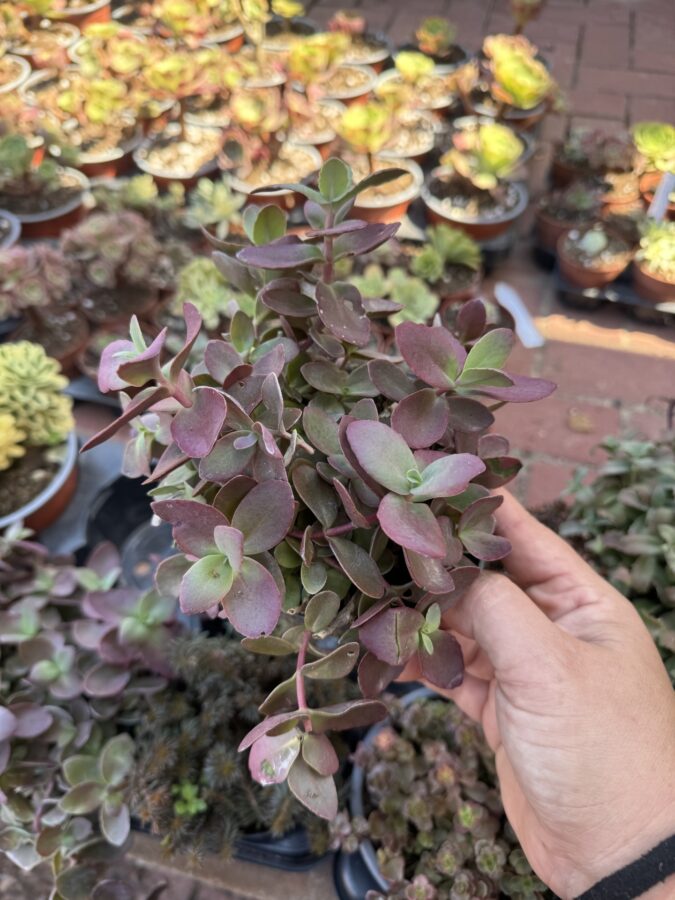 SEDUM JOSE AUBERGINE - Suculentas del Sur tienda online