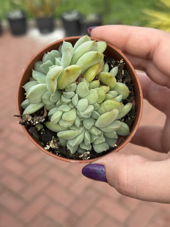 ECHEVERIA IRISH MINT CRESTADA - Suculentas del Sur tienda online