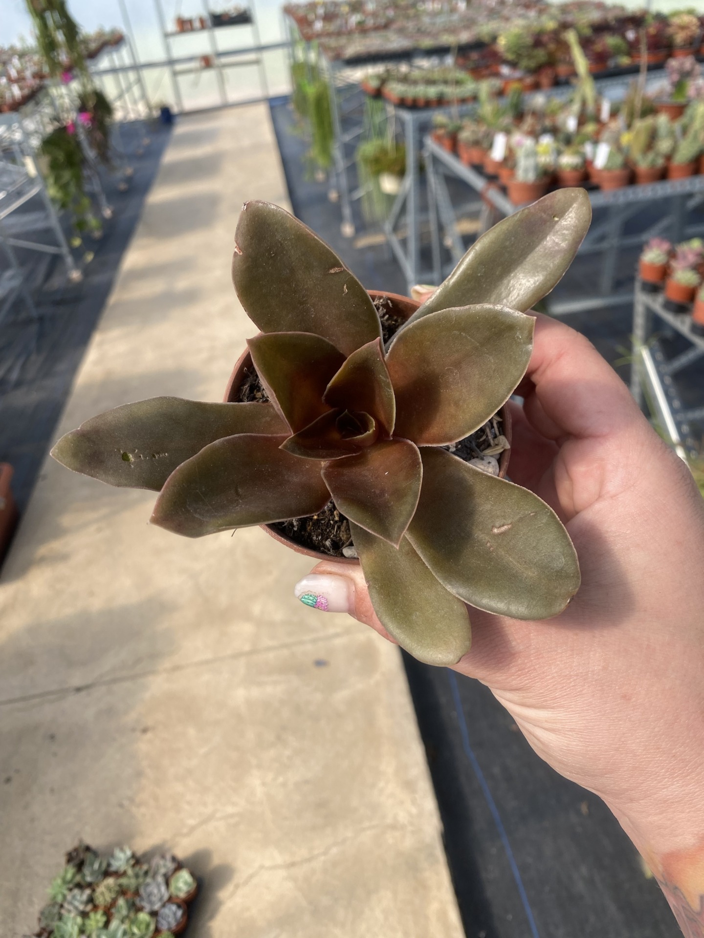 ECHEVERIA RACEMOSA - Suculentas del Sur tienda online