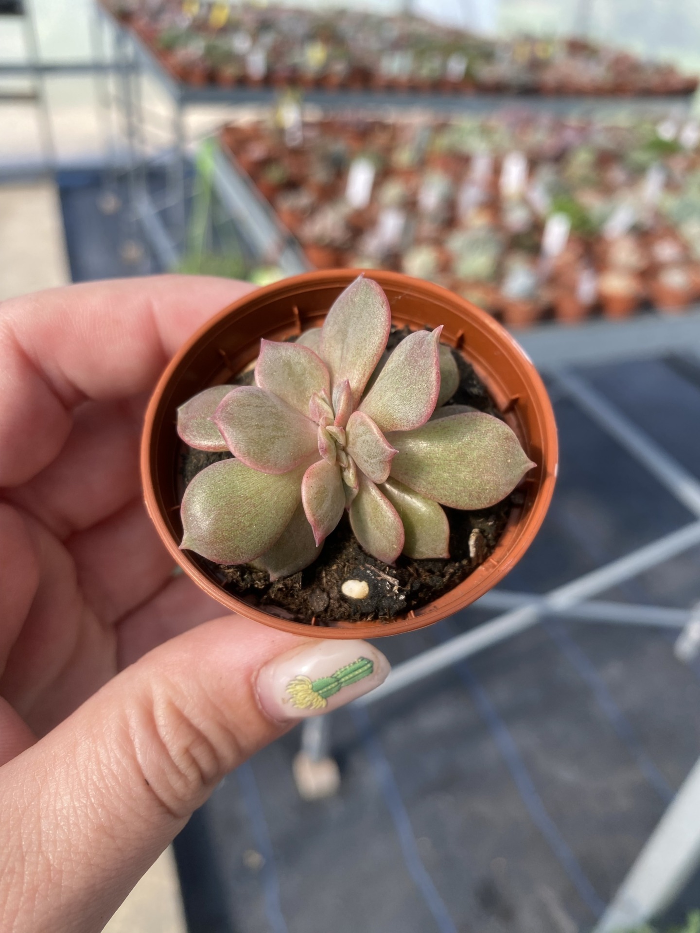 ECHEVERIA MONT CRESTADA - Suculentas del Sur tienda online