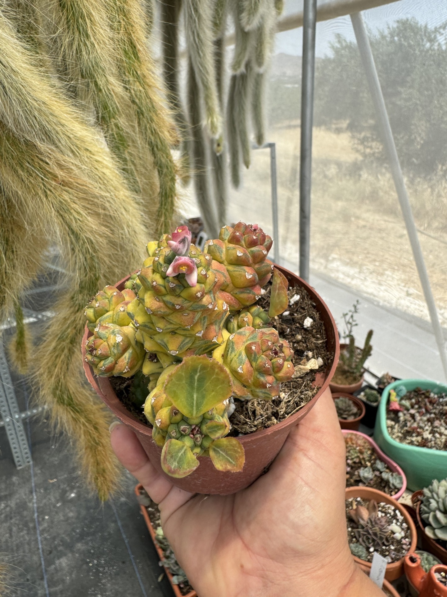 EUPHORBIA MONADENIUM RITCHIEI VARIEGADA - Suculentas del Sur tienda online