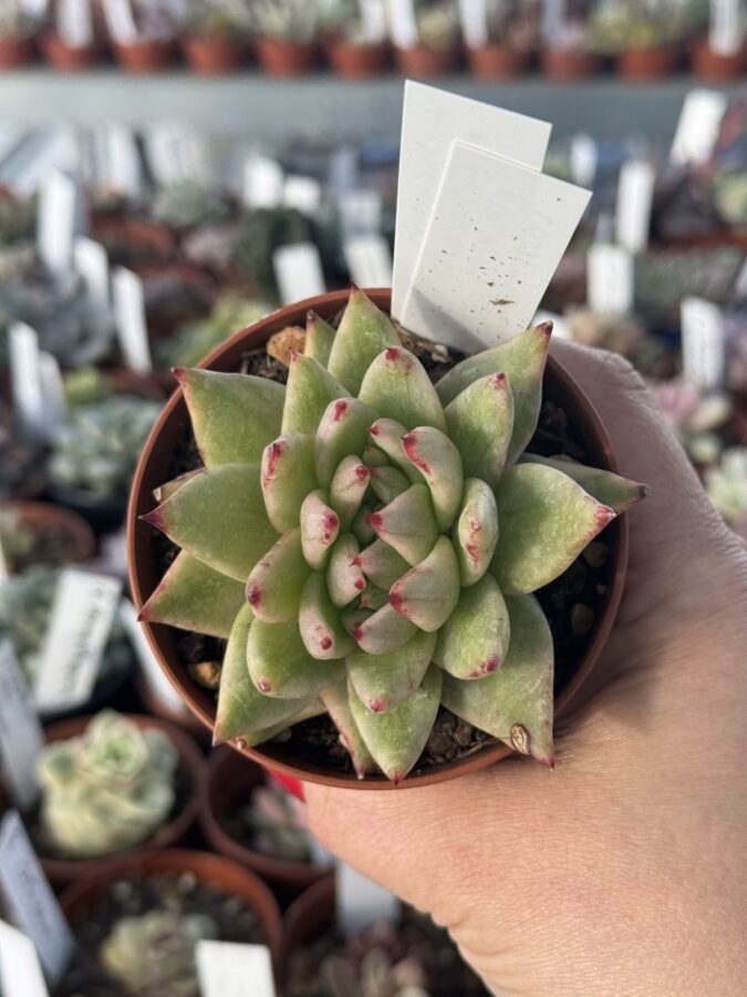 ECHEVERIA ELKHORN VARIEGADA CRESTADA - Suculentas del Sur