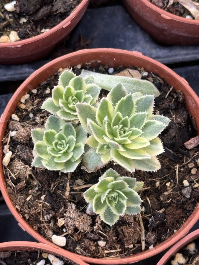 AEONIUM SIMSII VARIEGADA - Suculentas del Sur tienda online