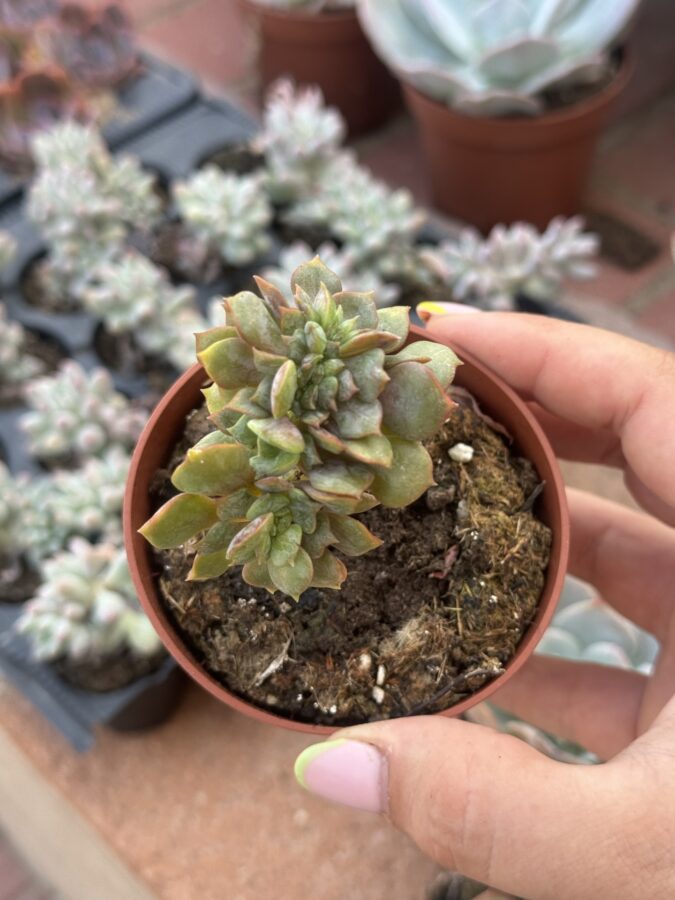 ECHEVERIA MONT CRESTADA - Suculentas del Sur tienda online