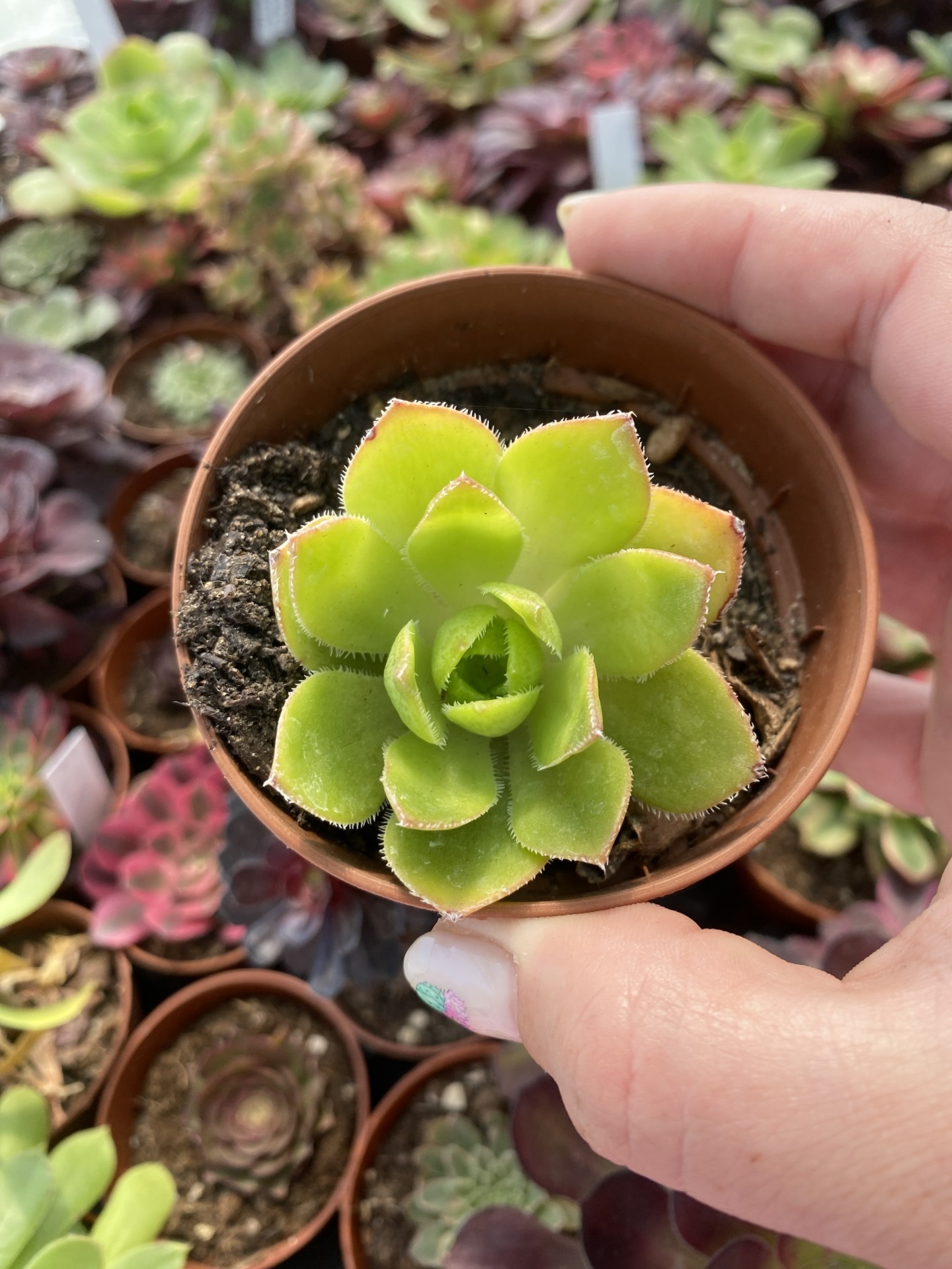 AEONIUM SIMSII - Suculentas del Sur tienda online